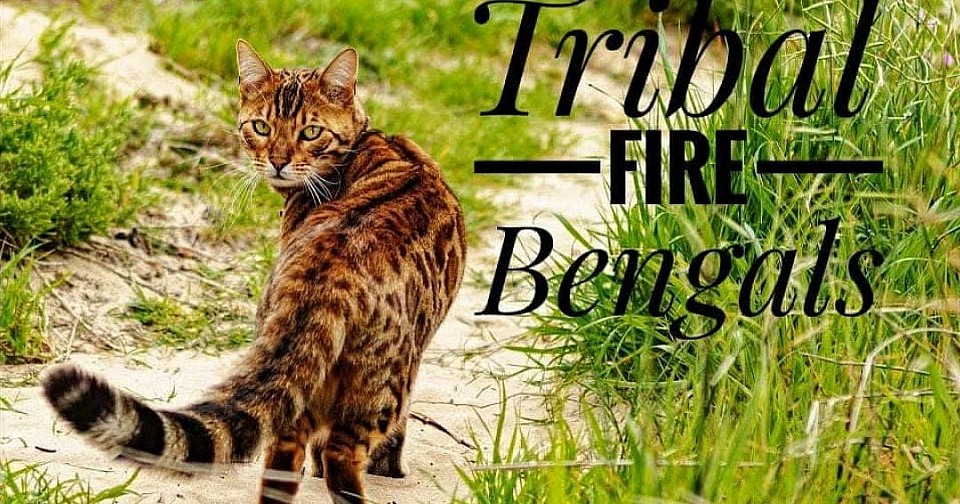 "Tribal Fire Bengals Blog: Your Guide to Bengal Life"