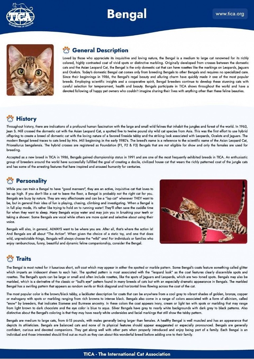 Understanding Bengal Cat Colors, Patterns, and Breed Standards.